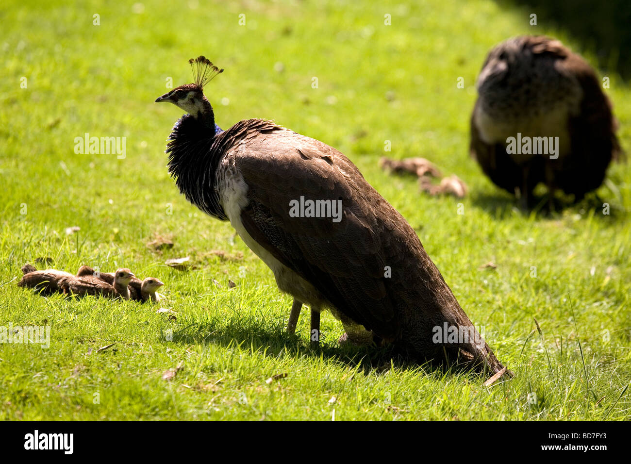 Peahen bird hi-res stock photography and images - Alamy