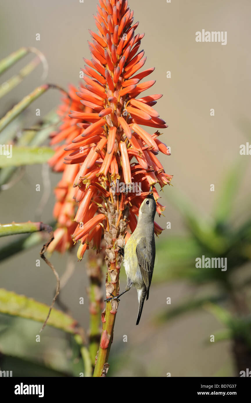 Fynbos feeding sunbird hi-res stock photography and images - Alamy