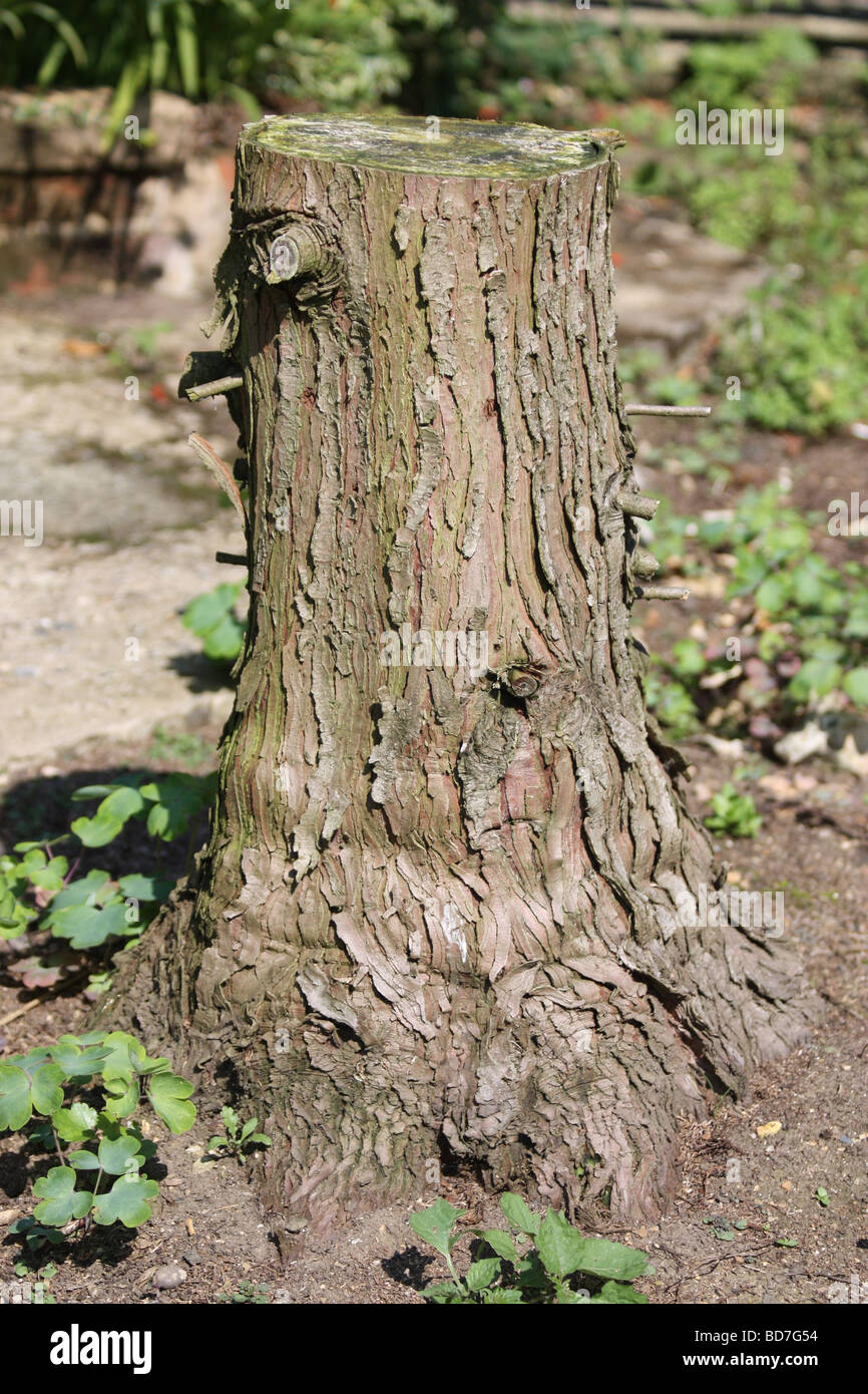 Tree Stump of cut down tree Stock Photo - Alamy