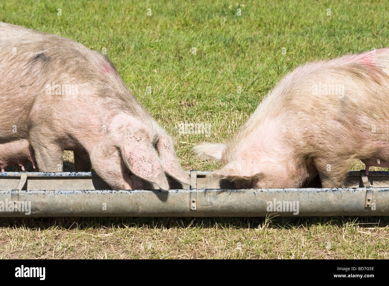 Breeding sows hi-res stock photography and images - Alamy