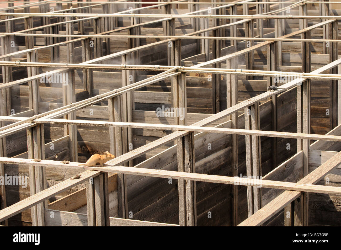 Mouse maze hi-res stock photography and images - Alamy
