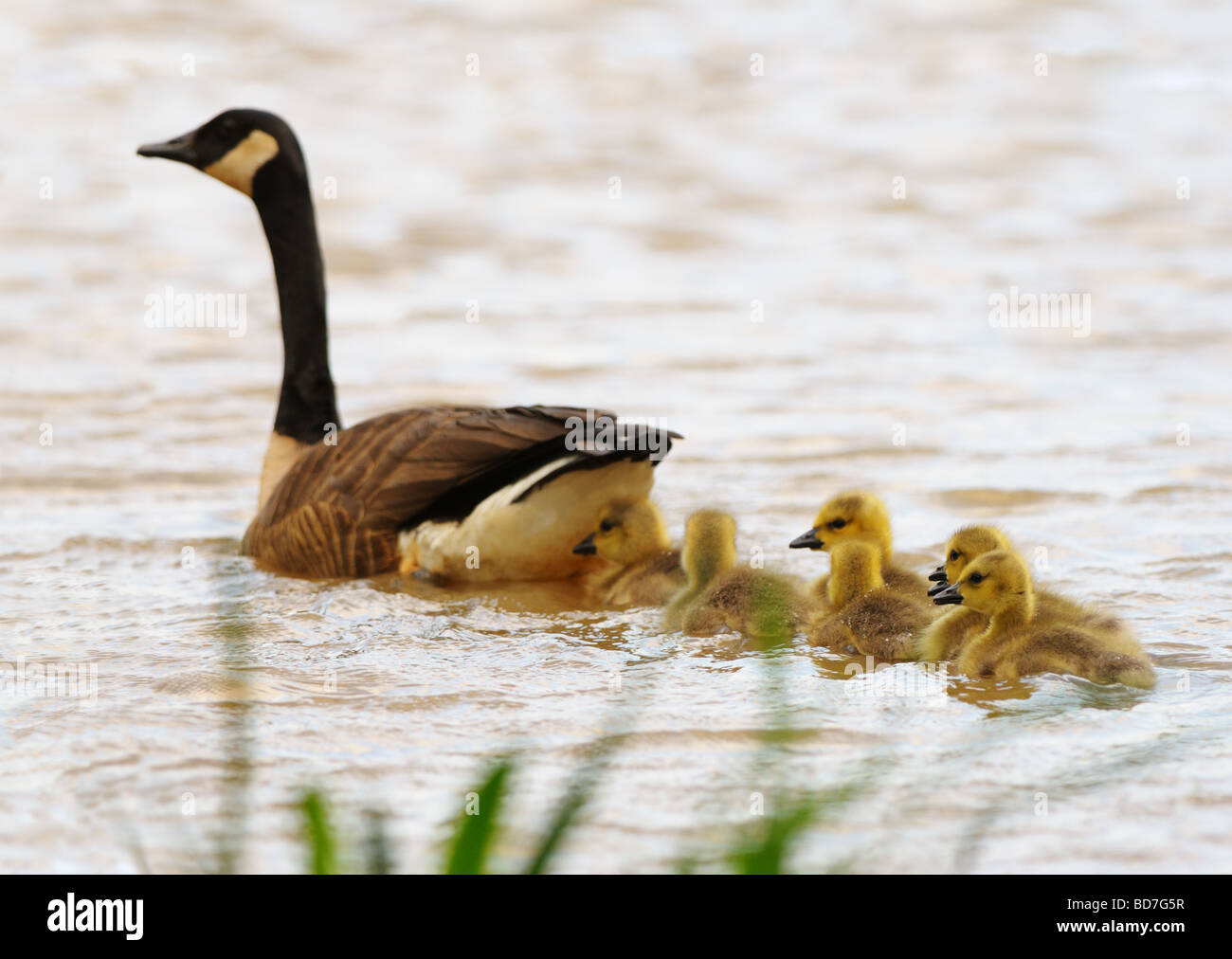 A mother Canada Goose (Branta canadensis) leads her babies through a ...