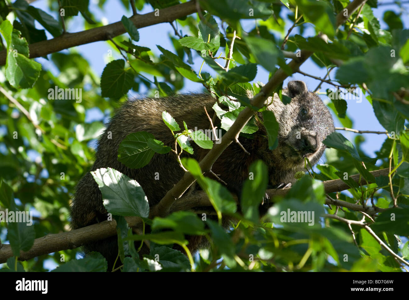 Groundhog stuck in tree looking down Stock Photo - Alamy