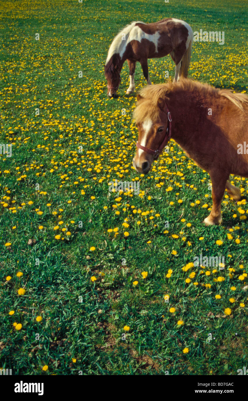 Two ponies in farm field Stock Photo - Alamy