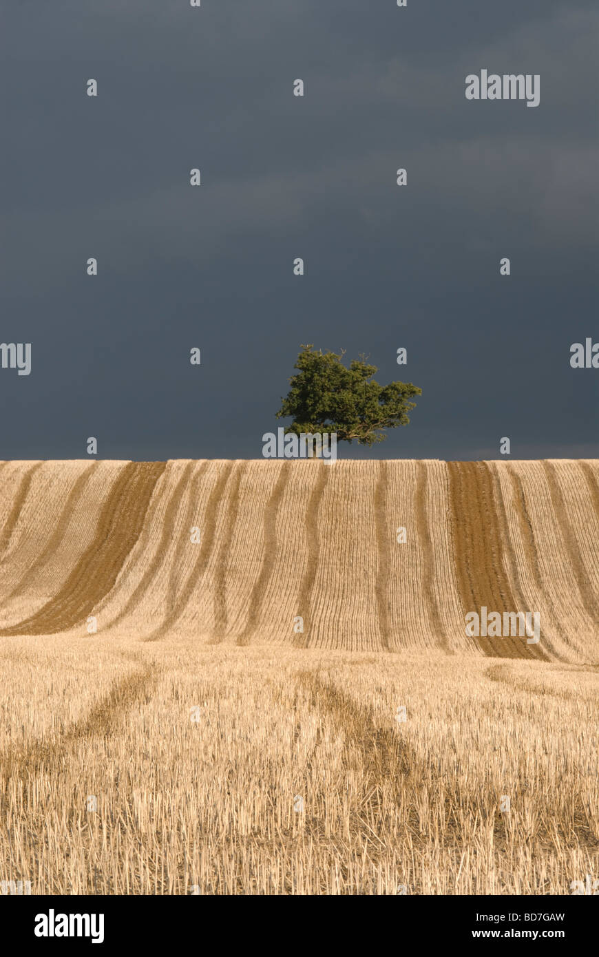 abstract view of stubble and plough plow lines in a field under storm ...