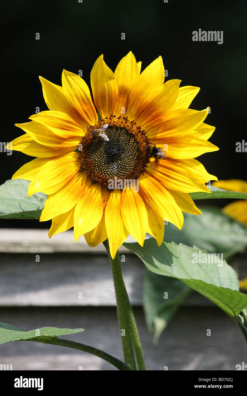 Giant bees hi-res stock photography and images - Alamy