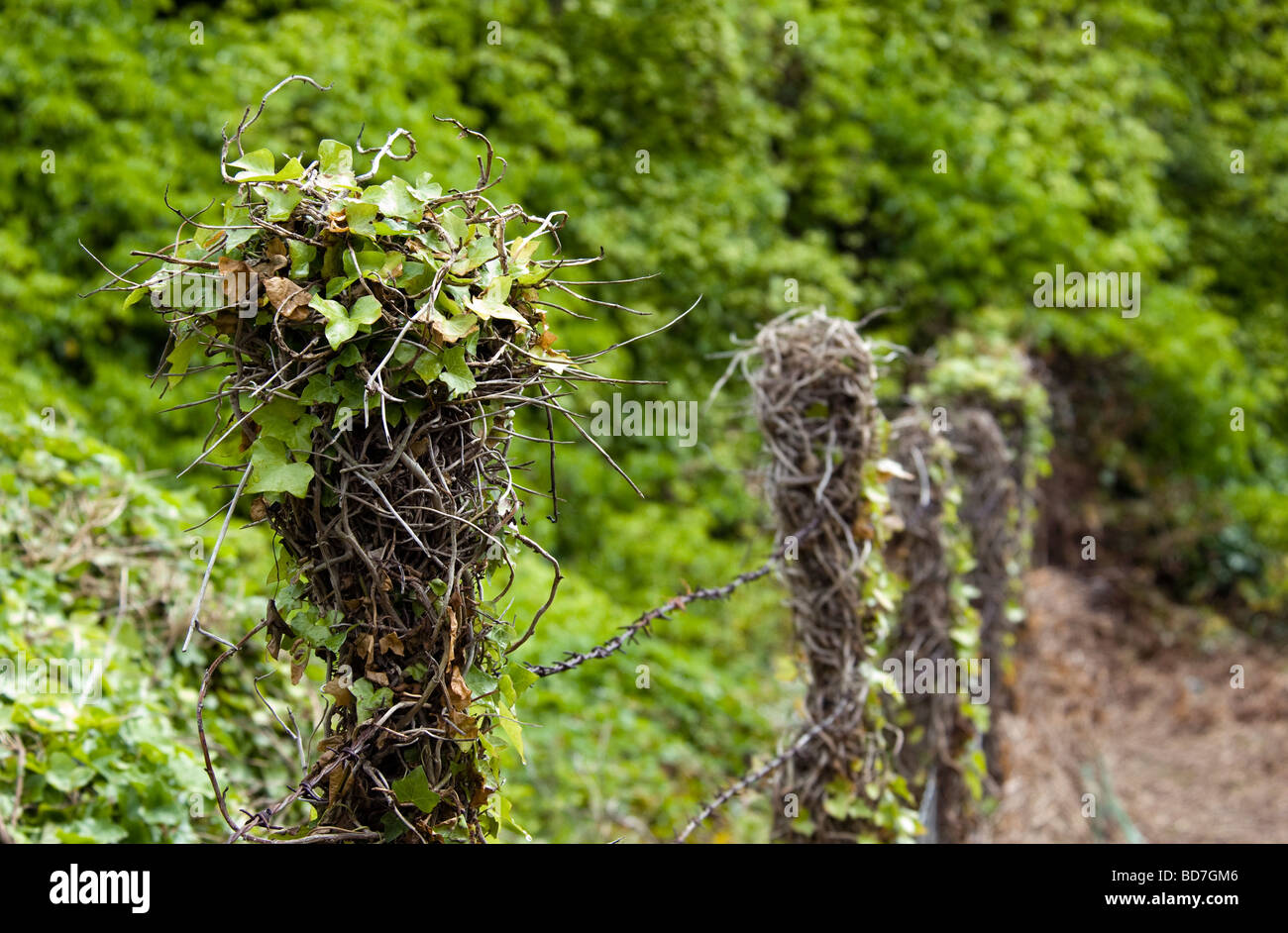 Ivy covered fence post near Bamburgh Castle, Northumberland, England ...