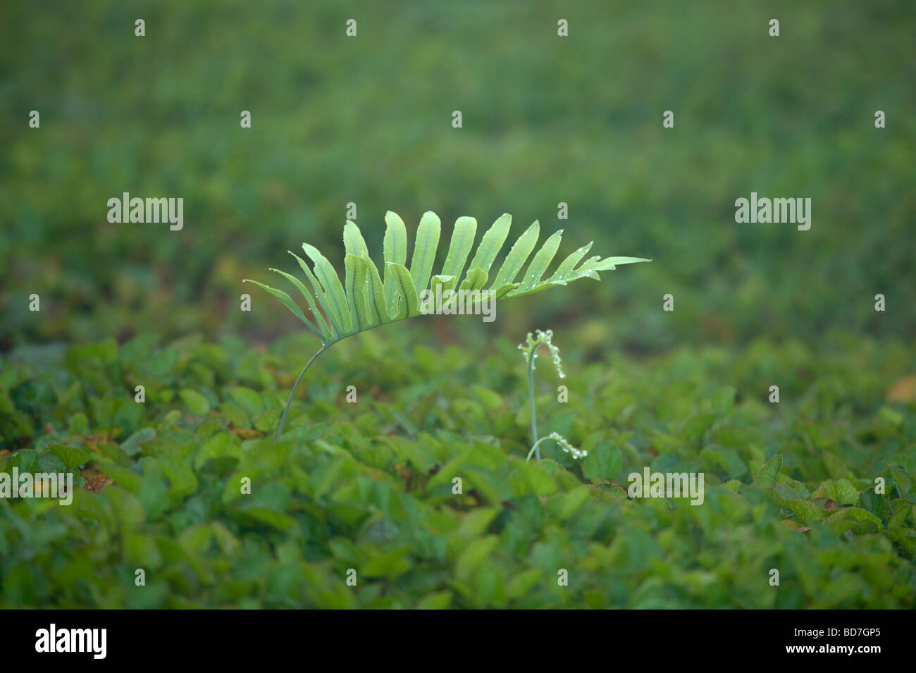 Fern grows around Laguna el Junco Isla San Cristobal (Chatham ...