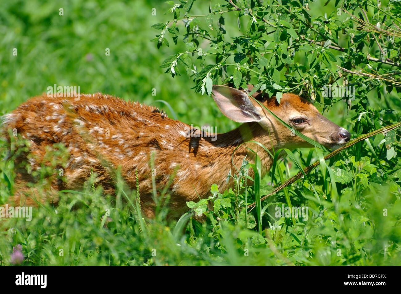 Fawn eating grass Stock Photo - Alamy