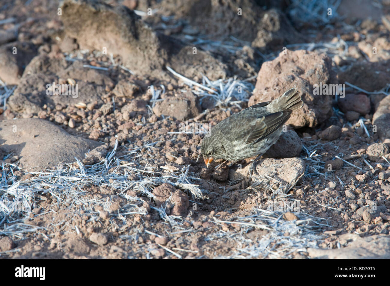 Small Ground Finch (Geospiza fuliginosa) juvenile feeding Santa Fe ...