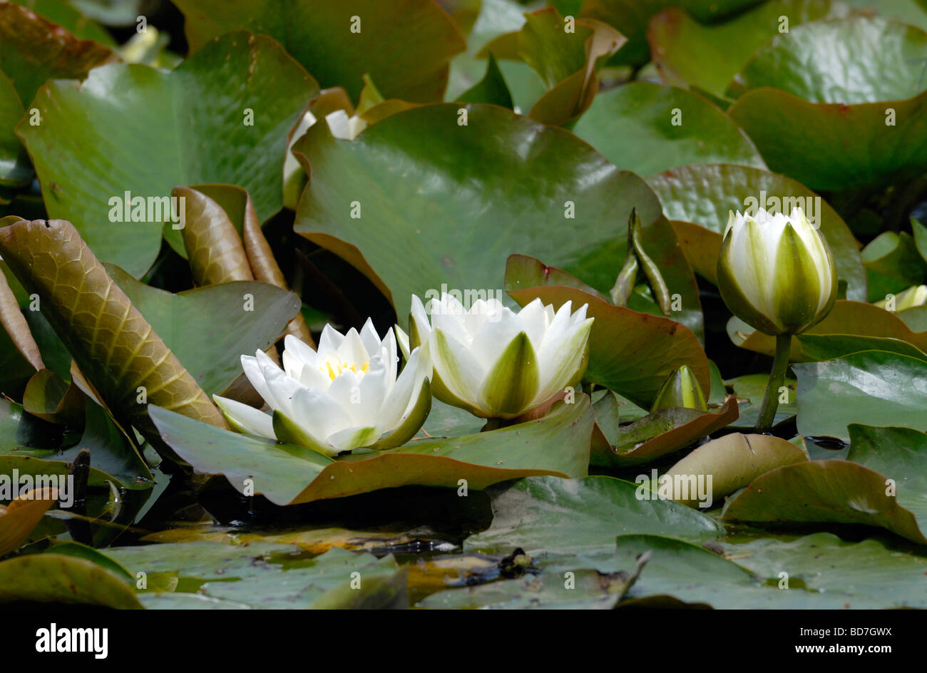 Nymphaea leaves hi-res stock photography and images - Alamy