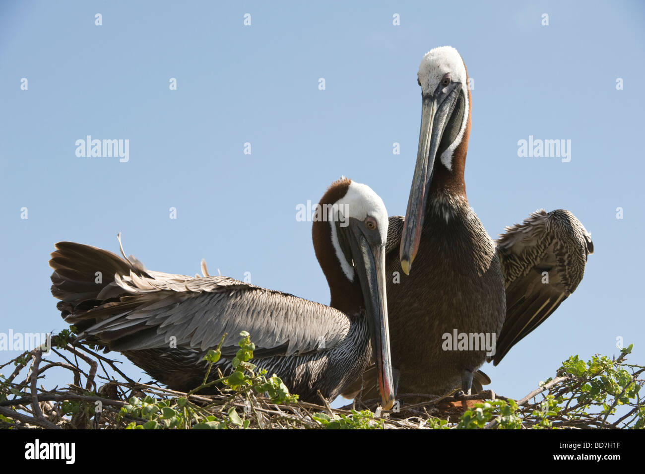 Nesting Brown Pelican High Resolution Stock Photography and Images - Alamy
