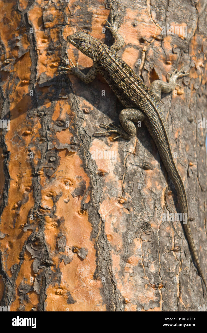 Lava Lizard (Microlophus ssp.) basking on Cactus Prickly Pear (Opuntia ...