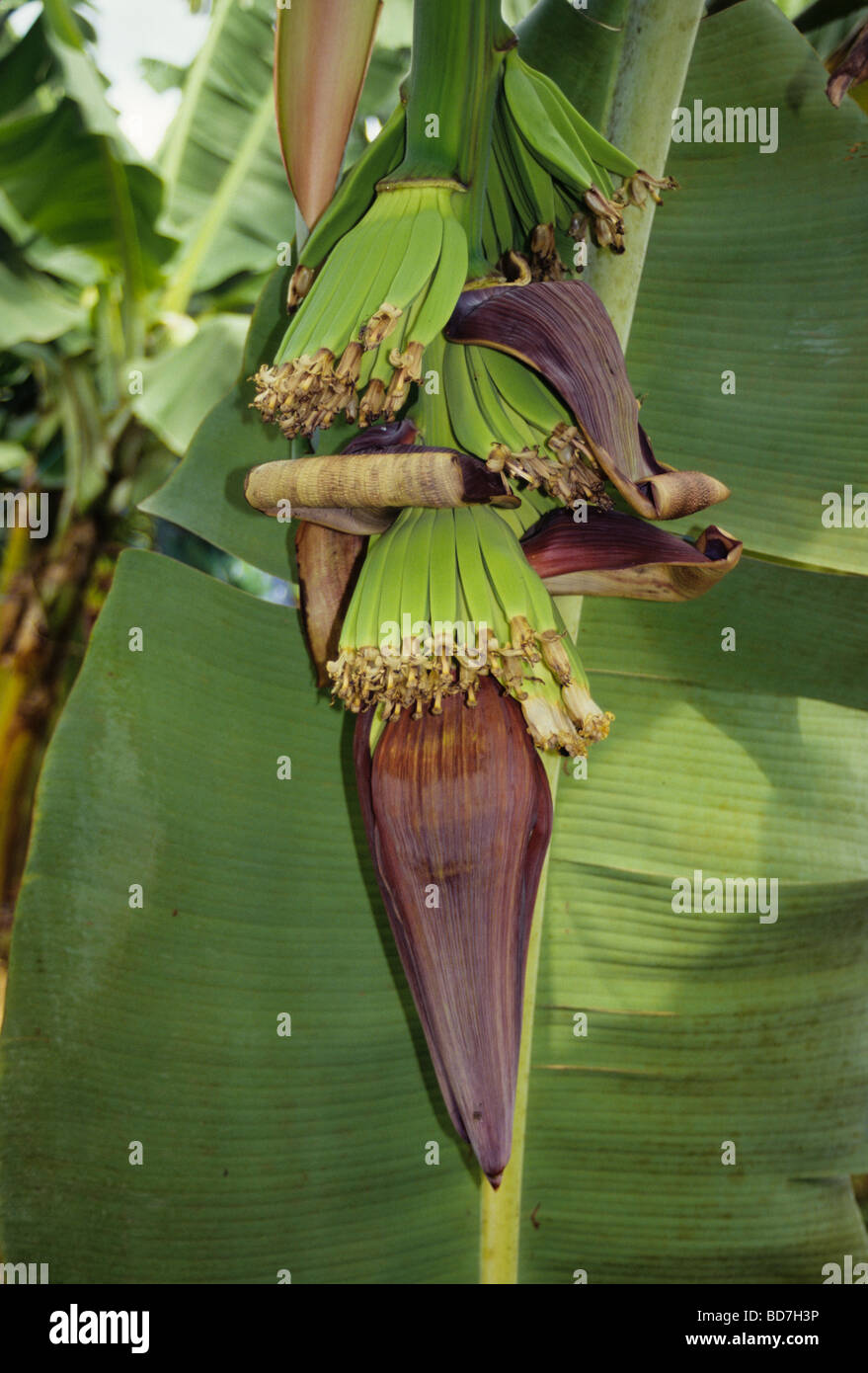 Banana Plant with Banana Buds. Ivory Coast, Cote d'Ivoire Stock Photo ...