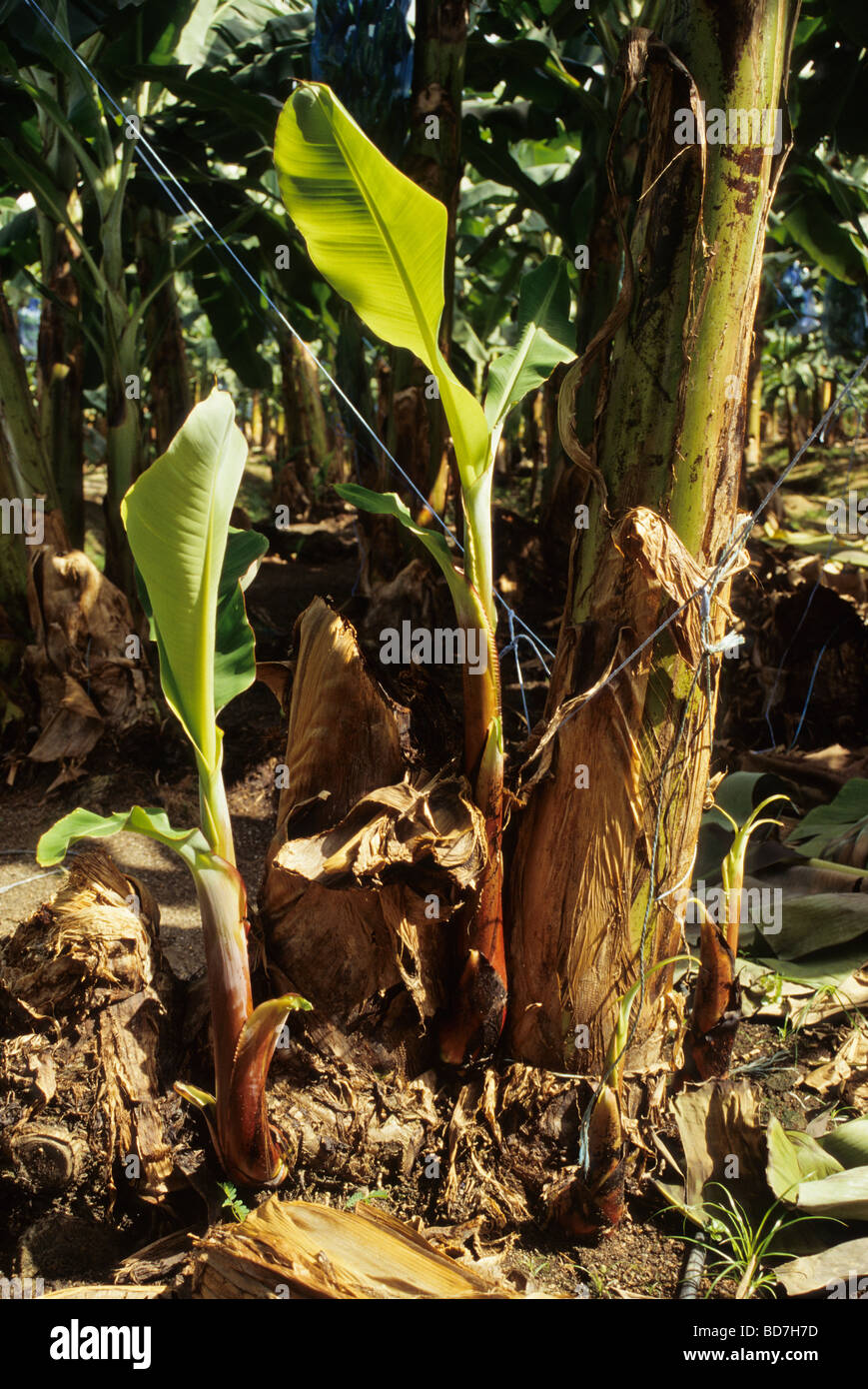 Banana plant sprouting hi-res stock photography and images - Alamy