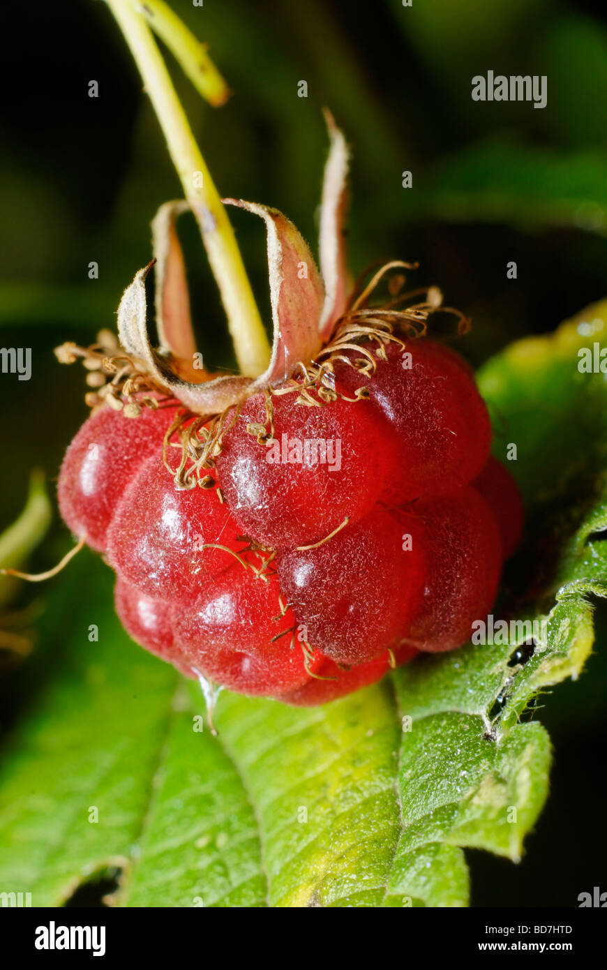 Raspberry forest hi-res stock photography and images - Alamy