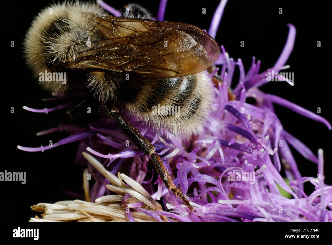 A bee collects the pollen Stock Photo - Alamy