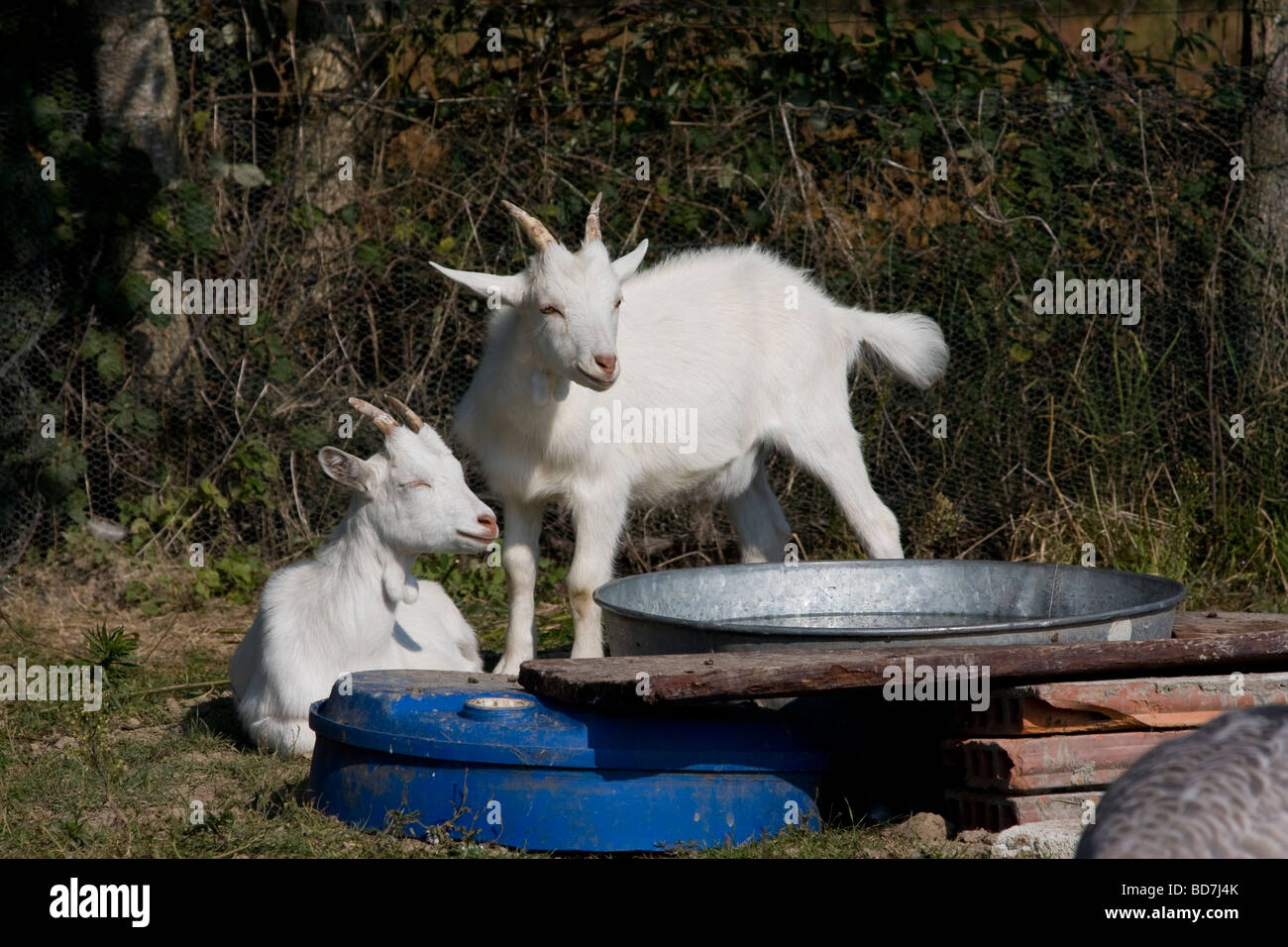 Two young domestic goats in a Burgundy farmhouse backyard Stock Photo ...