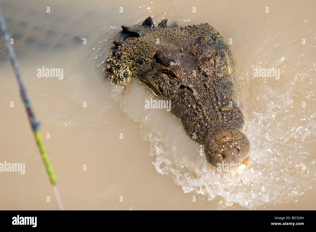 A Crocodile in the Adelaide River in the Northern Territory of ...