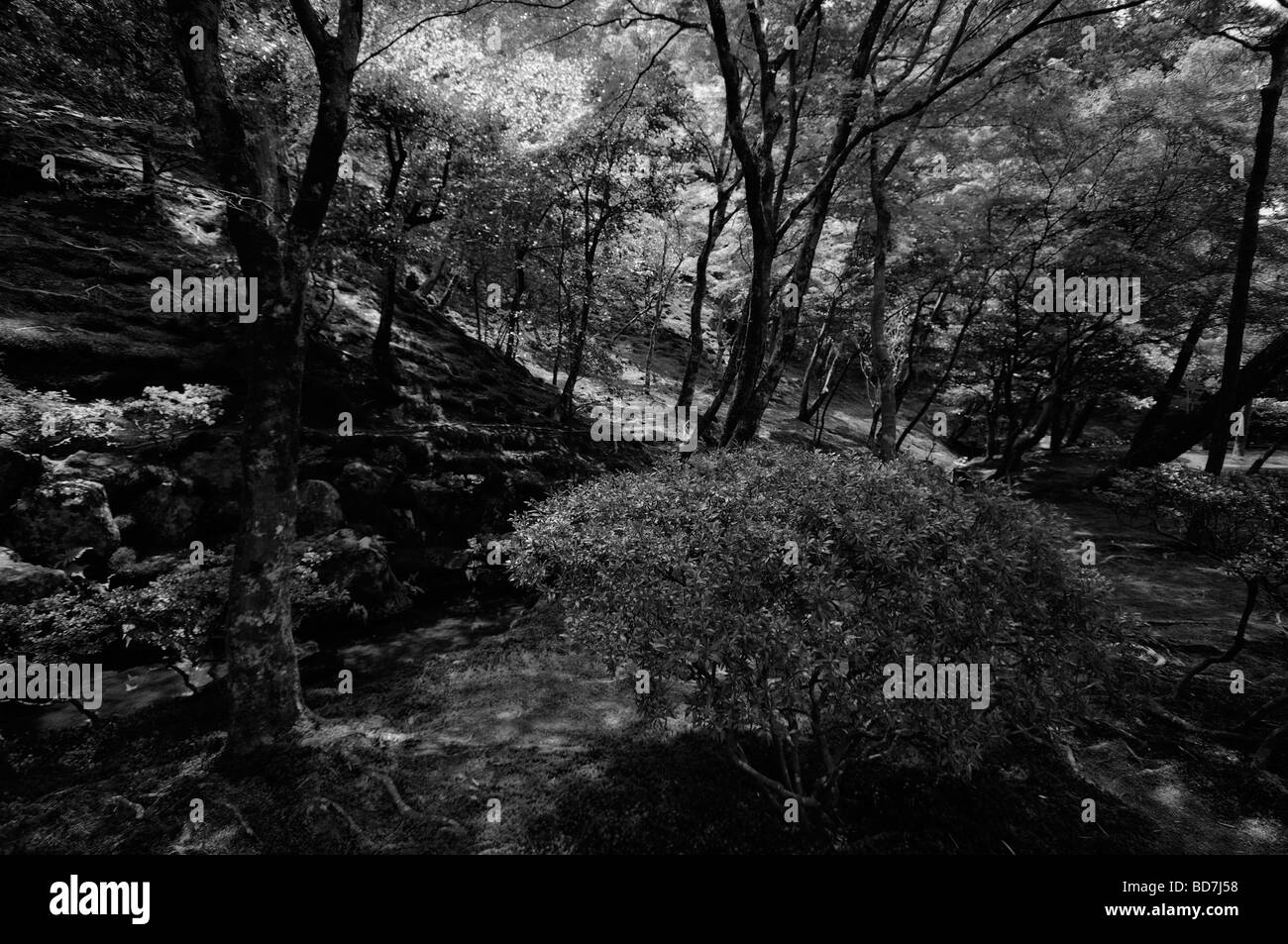 Mosses ground Black and White Stock Photos & Images - Alamy