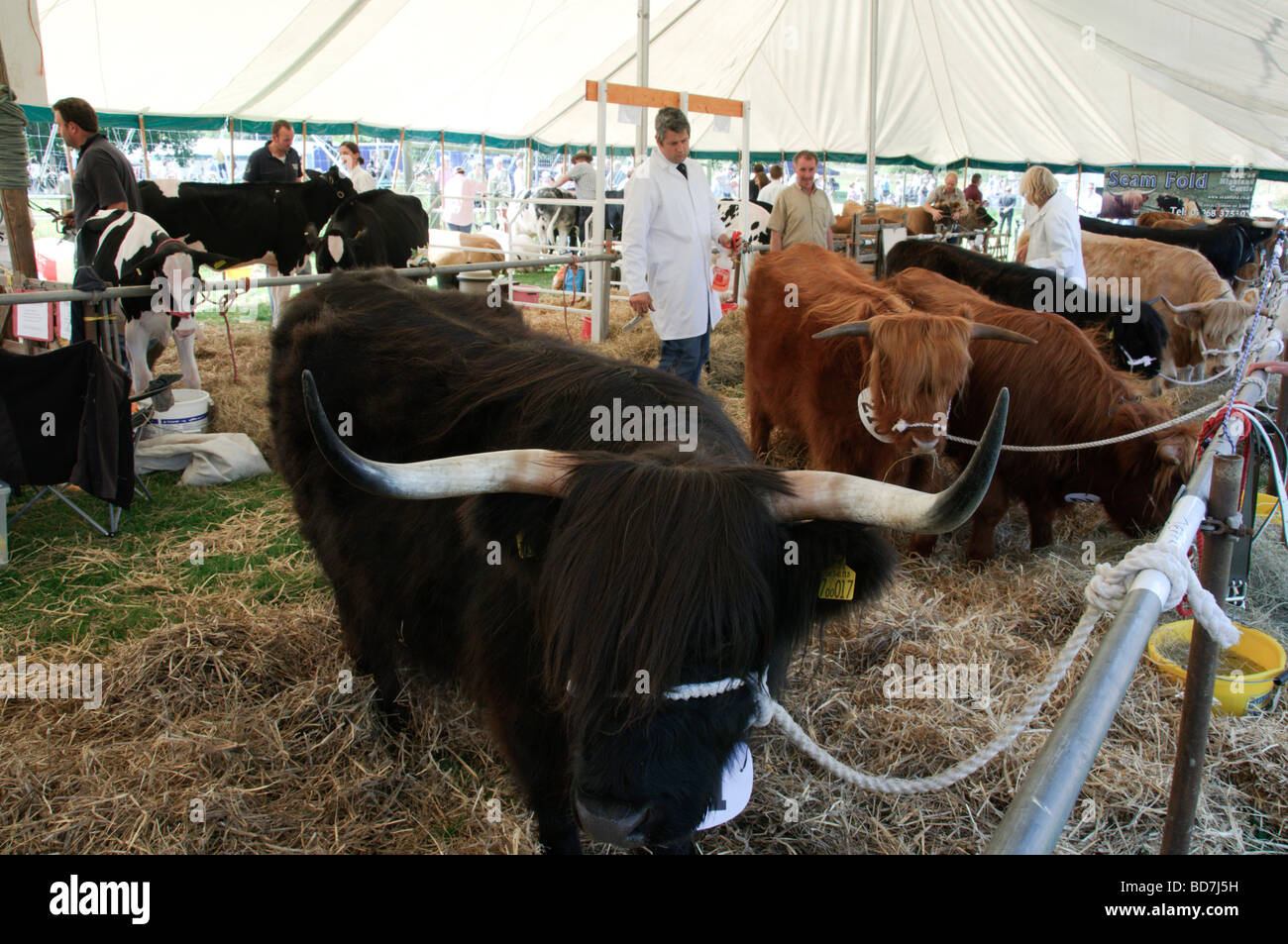 Different scenes on the Ripley Annual Show at Ripley, North Yorkshire ...