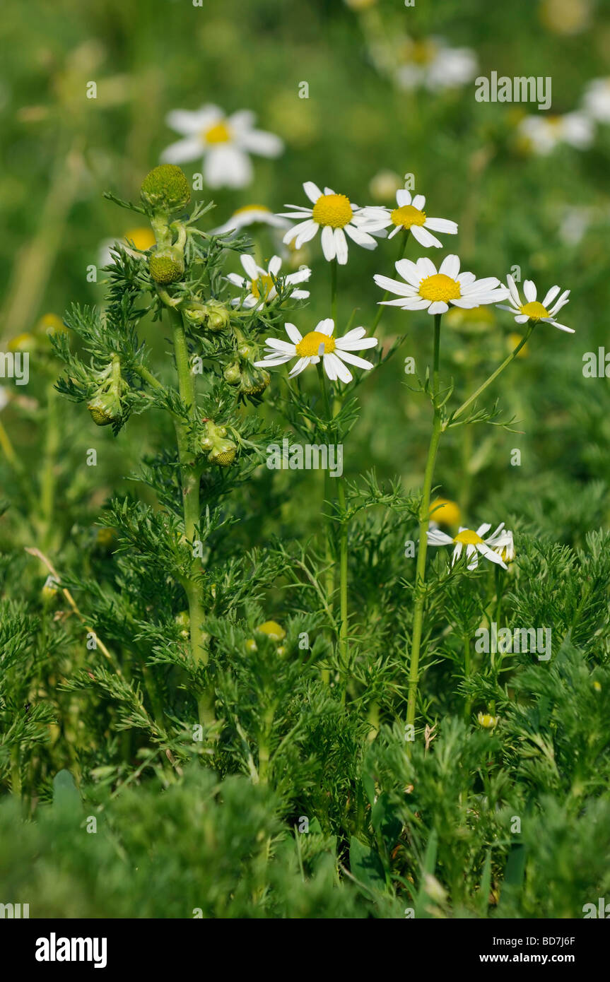 Scentless mayweed leaves hi-res stock photography and images - Alamy