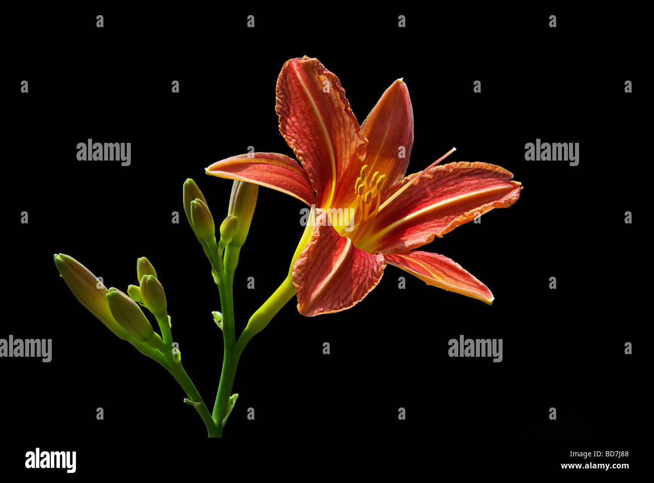 Blume filament hi-res stock photography and images - Alamy