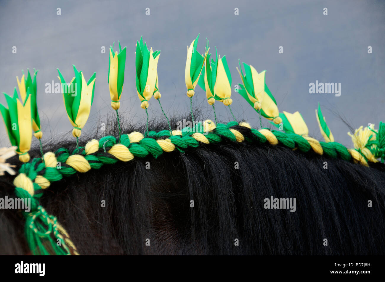 Different scenes on the Ripley Annual Show at Ripley, North Yorkshire ...