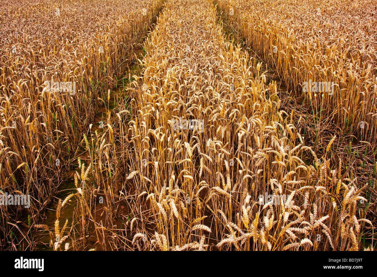 crops growing in a field Stock Photo - Alamy