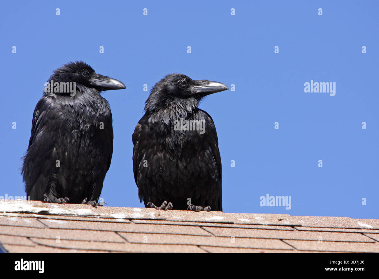 Raven Corvus corax two with feathers ruffled perched on a roof top ...