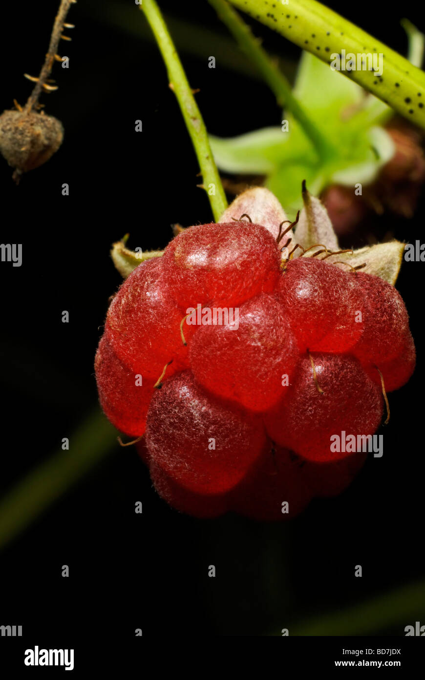 Macro of the forest raspberry Stock Photo - Alamy