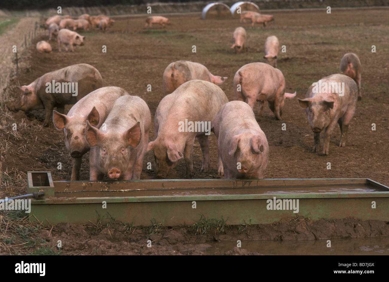 Pigs in field hi-res stock photography and images - Alamy