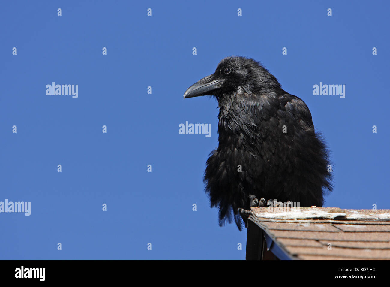 Raven Corvus corax with its feathers ruffled perched on a roof top ...
