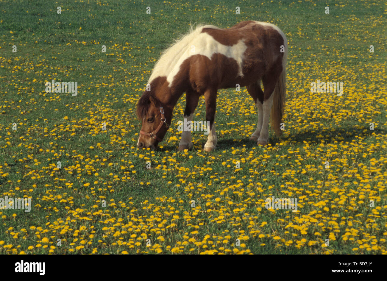 pony in farm field Stock Photo - Alamy
