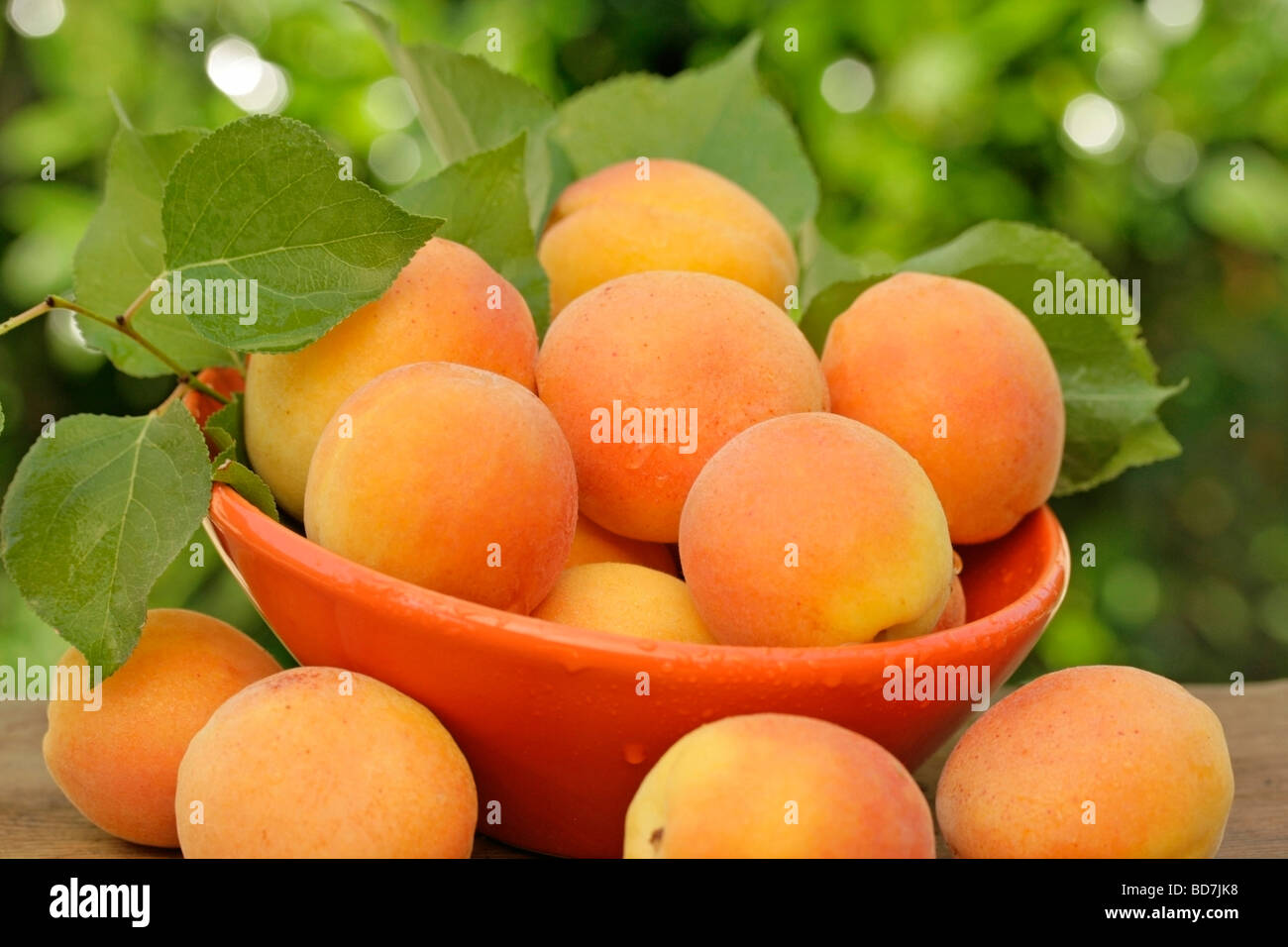 Apricots in natural background Stock Photo - Alamy