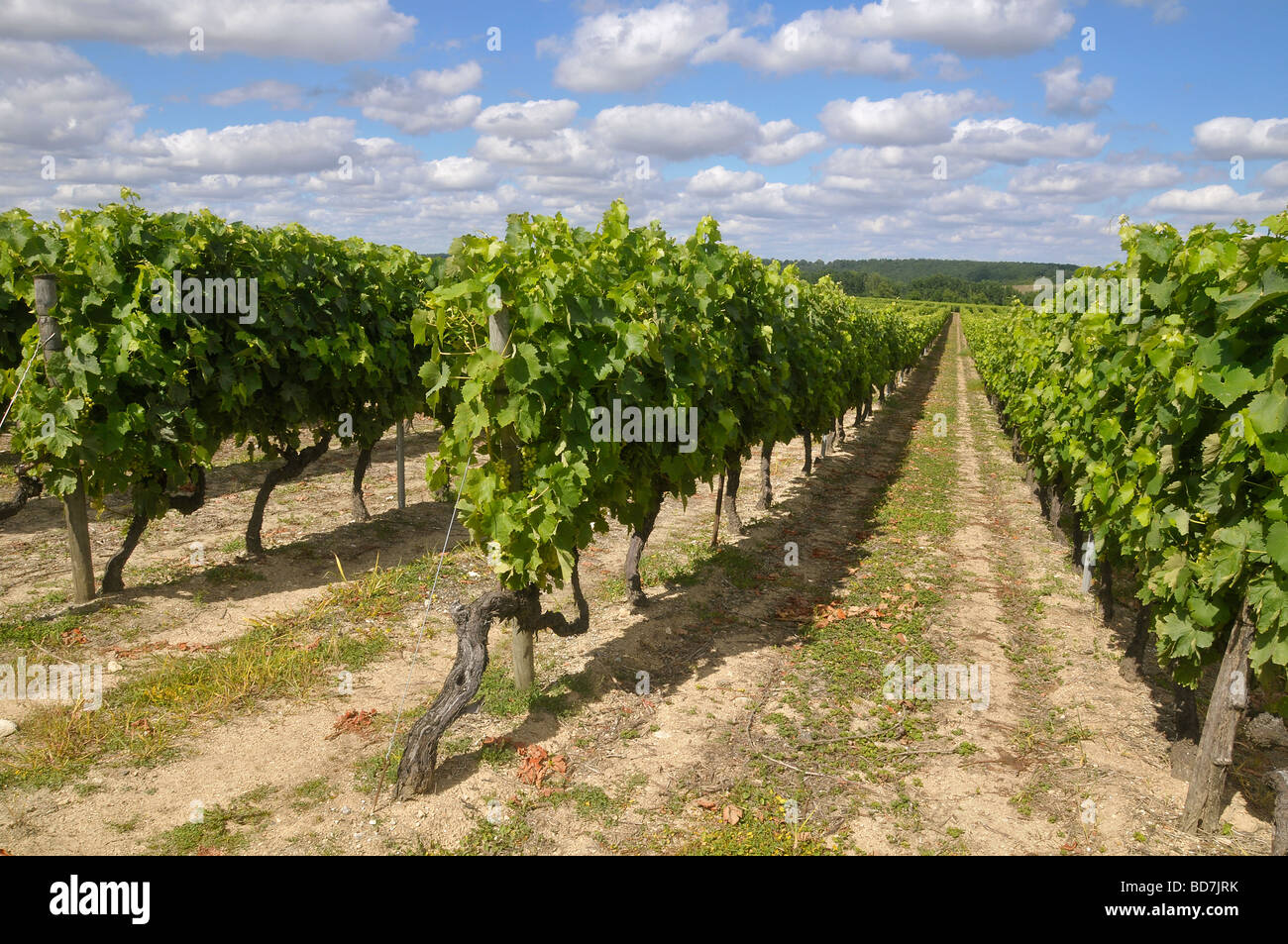 Vineyard rows hi-res stock photography and images - Alamy