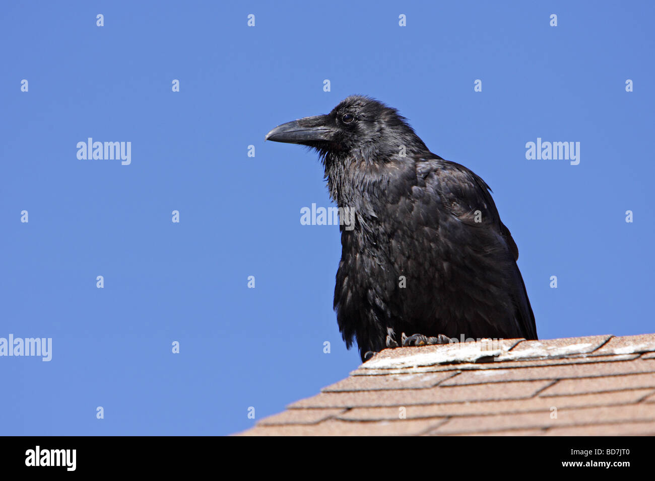 Raven Corvus corax with its feathers ruffled perched on a roof top ...