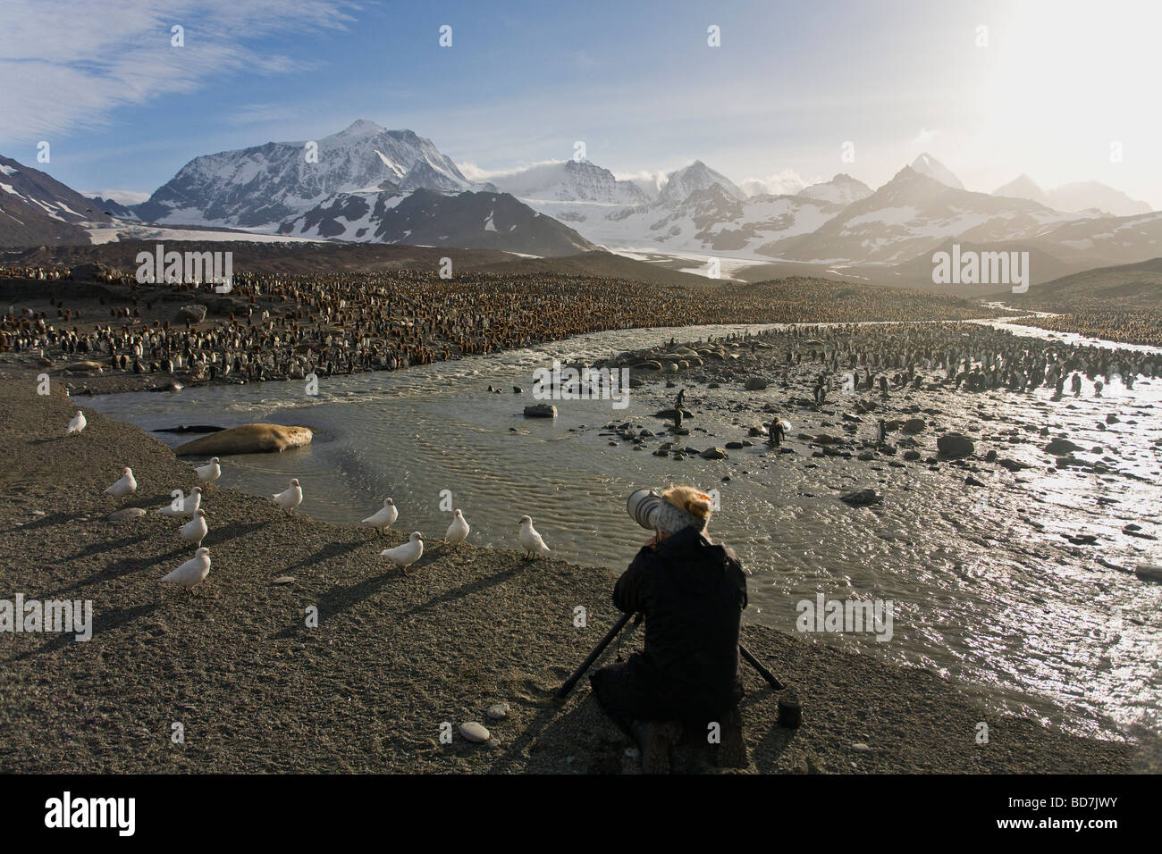 Angie Scott wildlife photographer photographing King Penguins ...