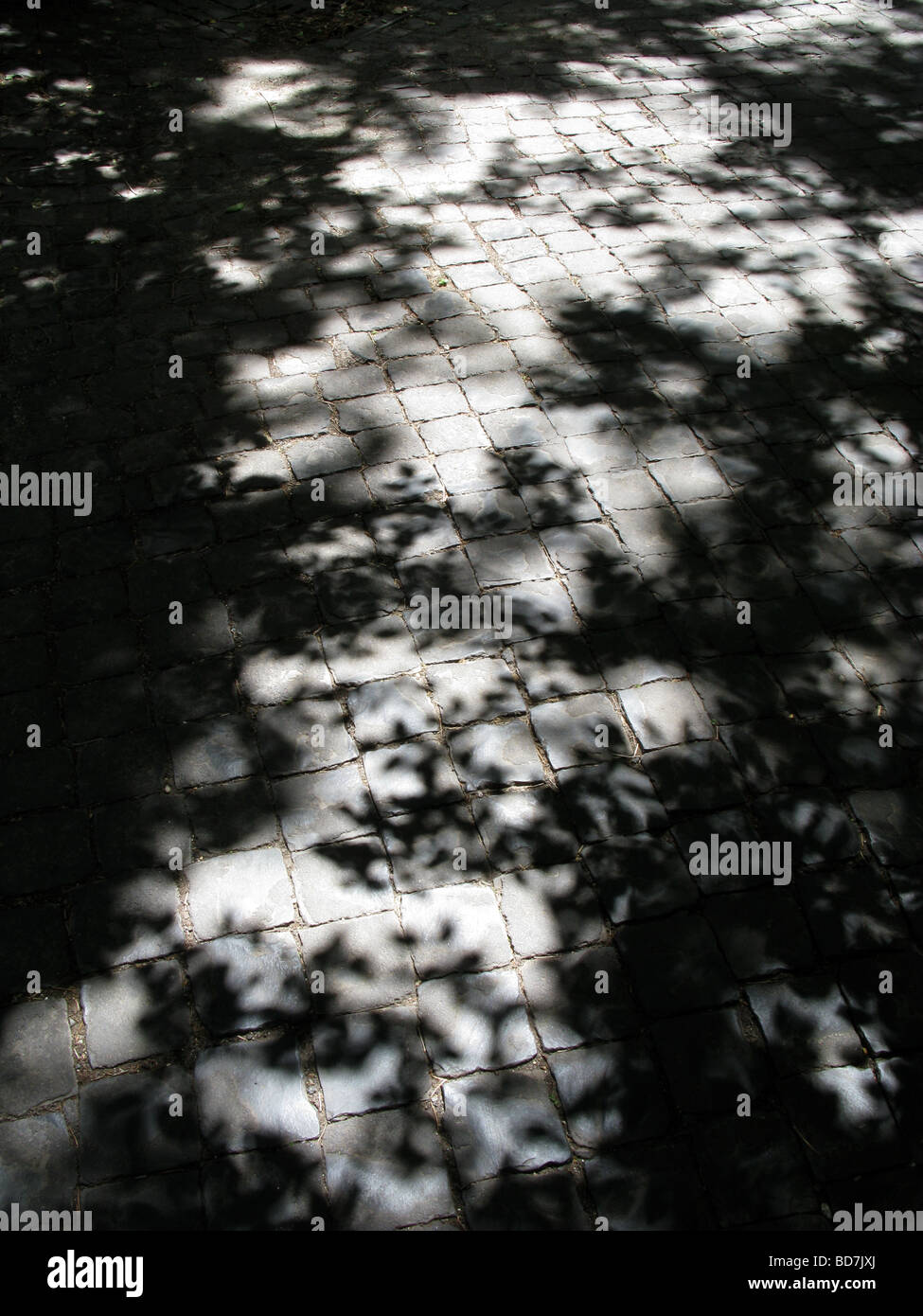 trees shadow on street floor in countryside Stock Photo - Alamy