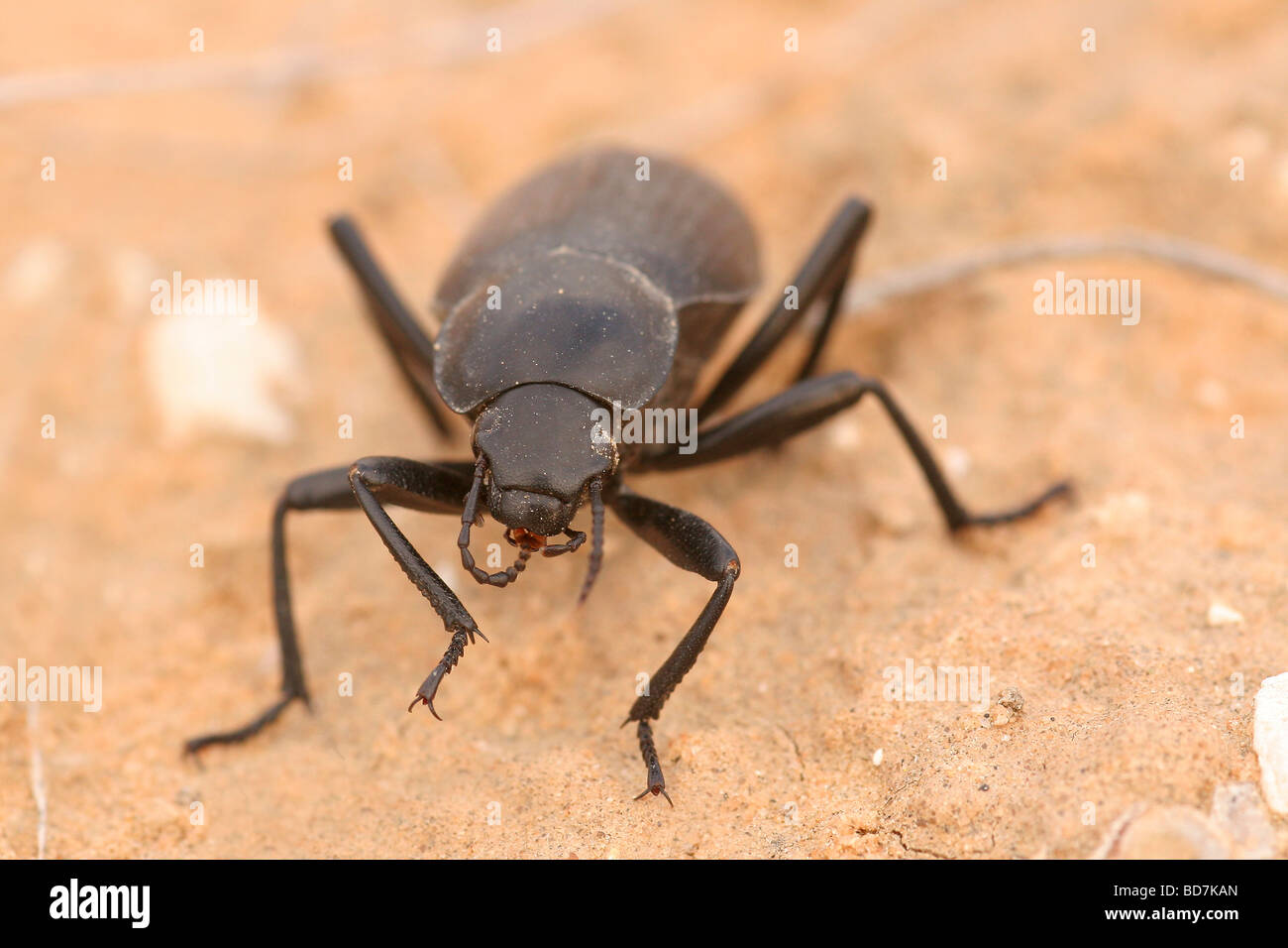 Close up of a dung beetle Stock Photo - Alamy