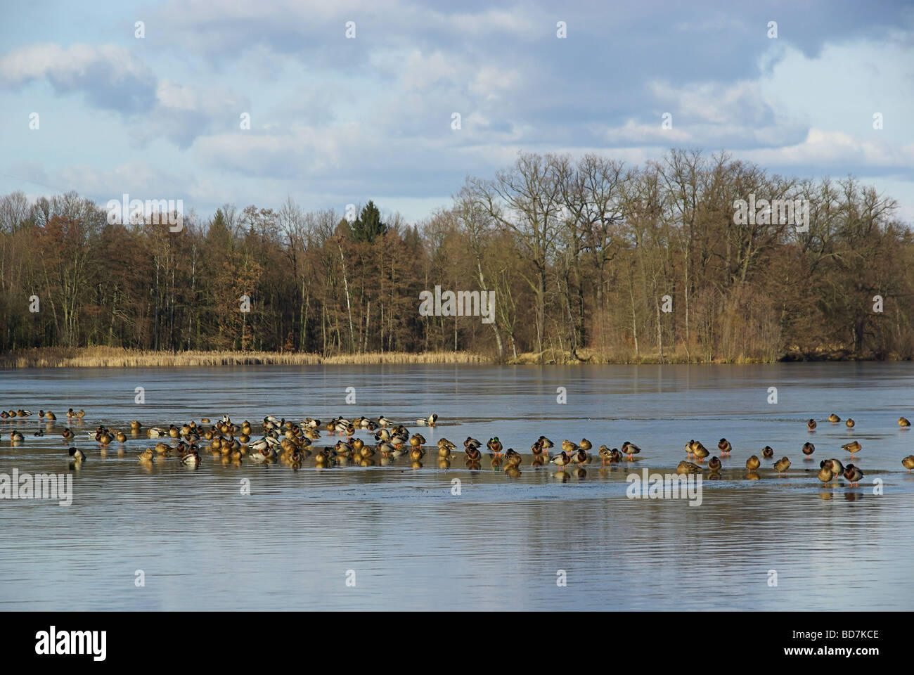 Ente duck 05 Stock Photo - Alamy