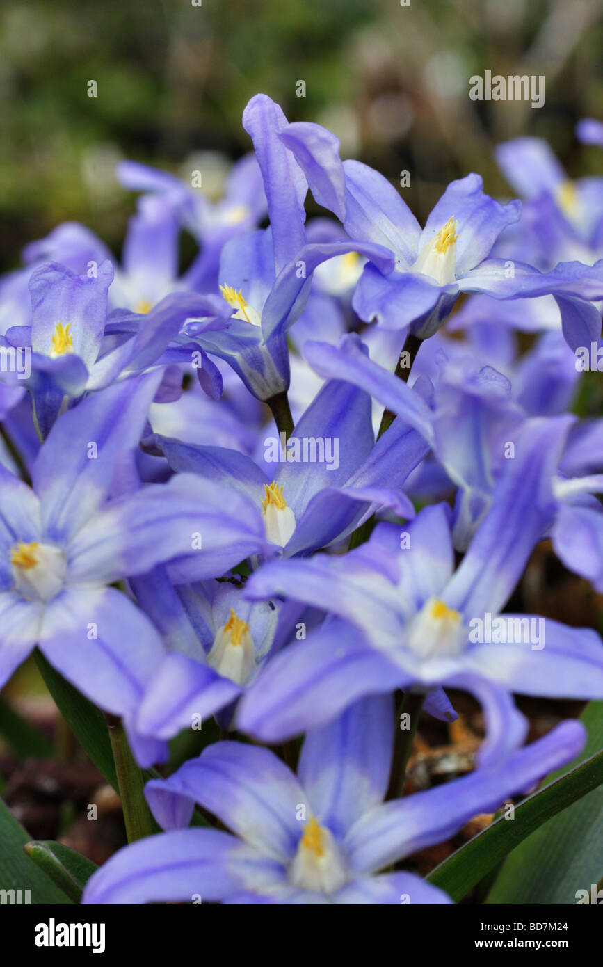 Chionodoxa Bulb High Resolution Stock Photography and Images - Alamy