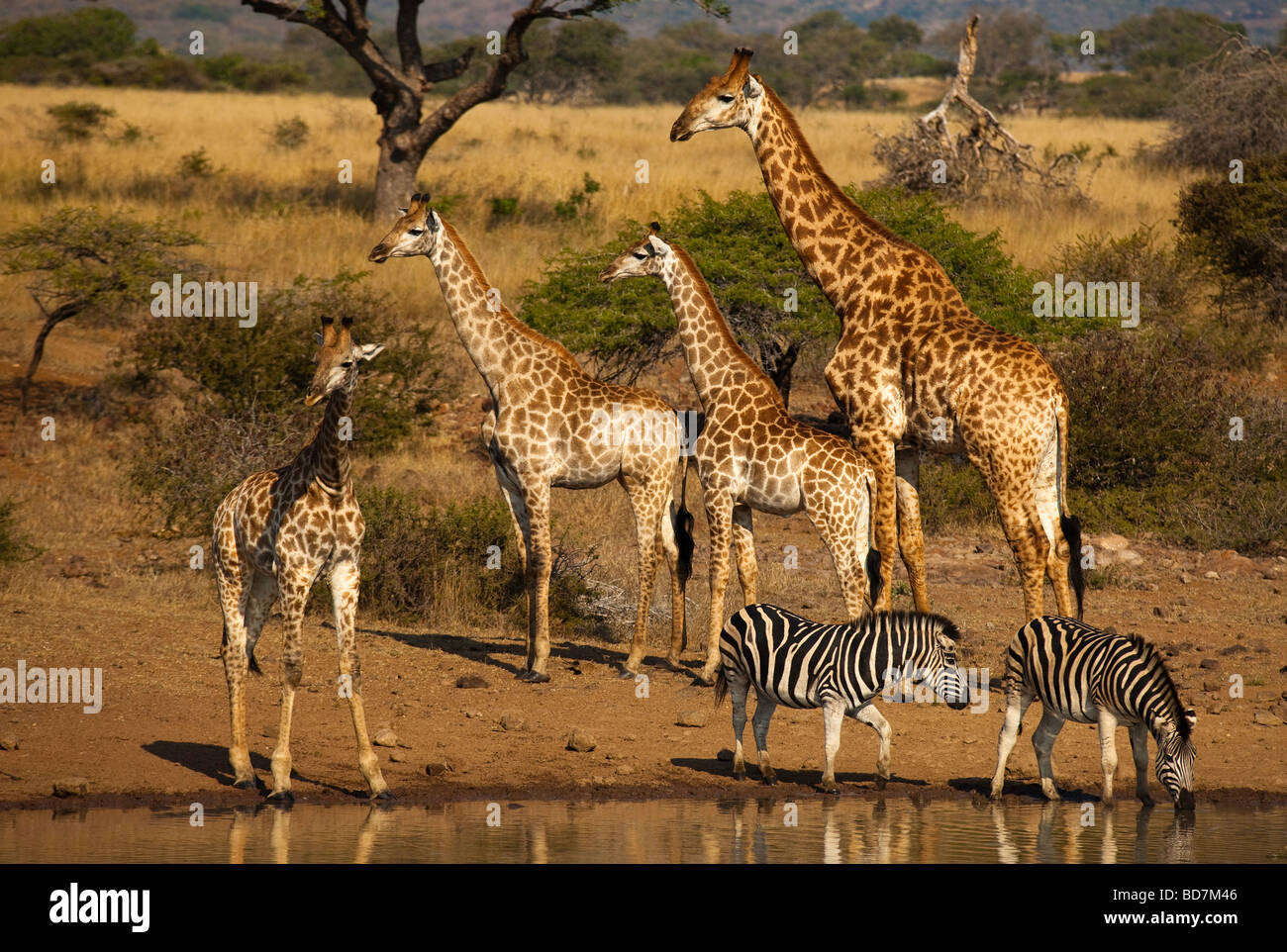 giraffe and zebra drinking Stock Photo - Alamy