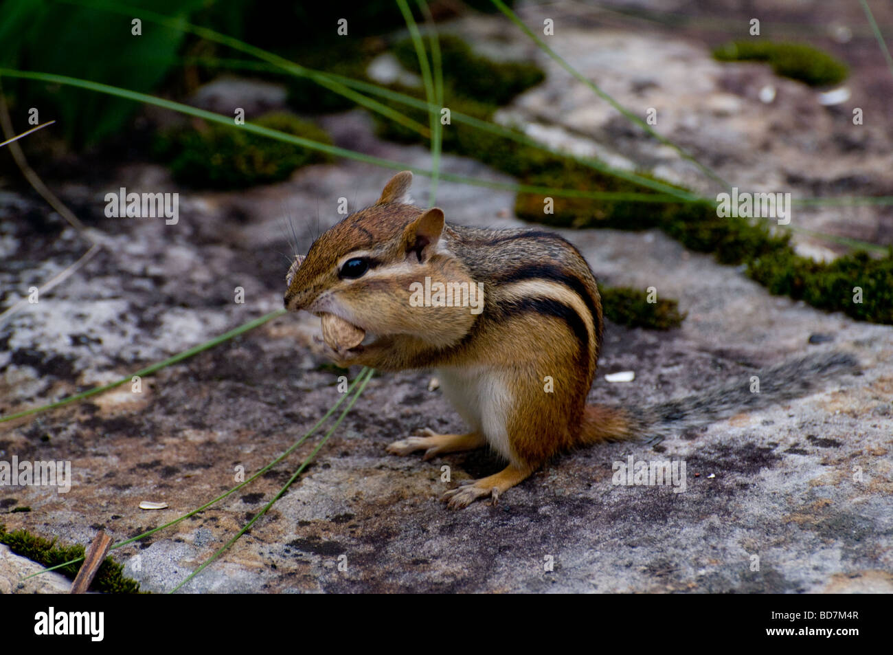An Eastern Chipmunk stuffing a peanut into a cheek pouch Stock Photo ...