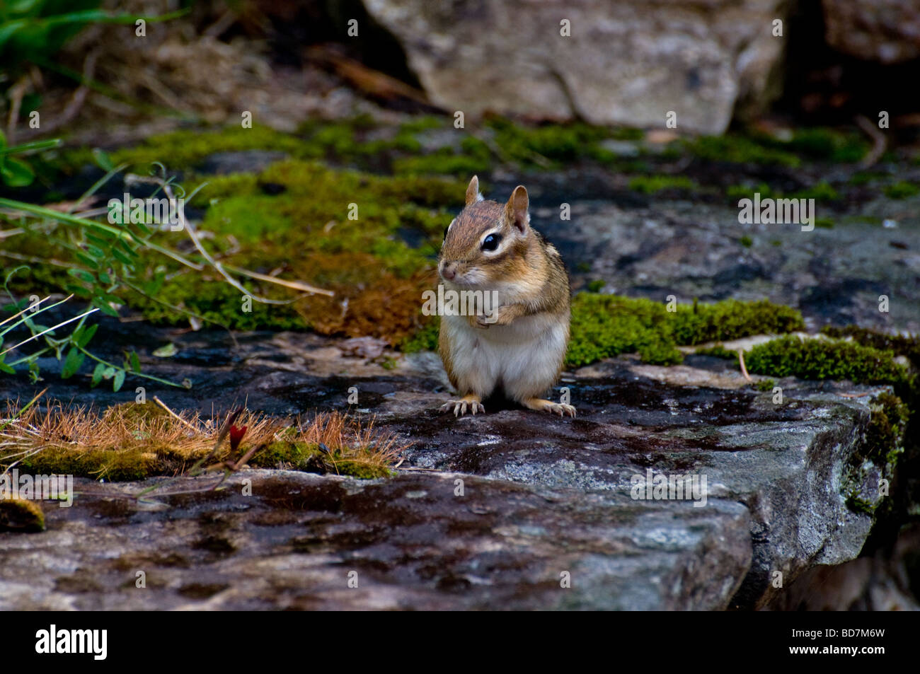 An Eastern Chipmunk standing Stock Photo - Alamy