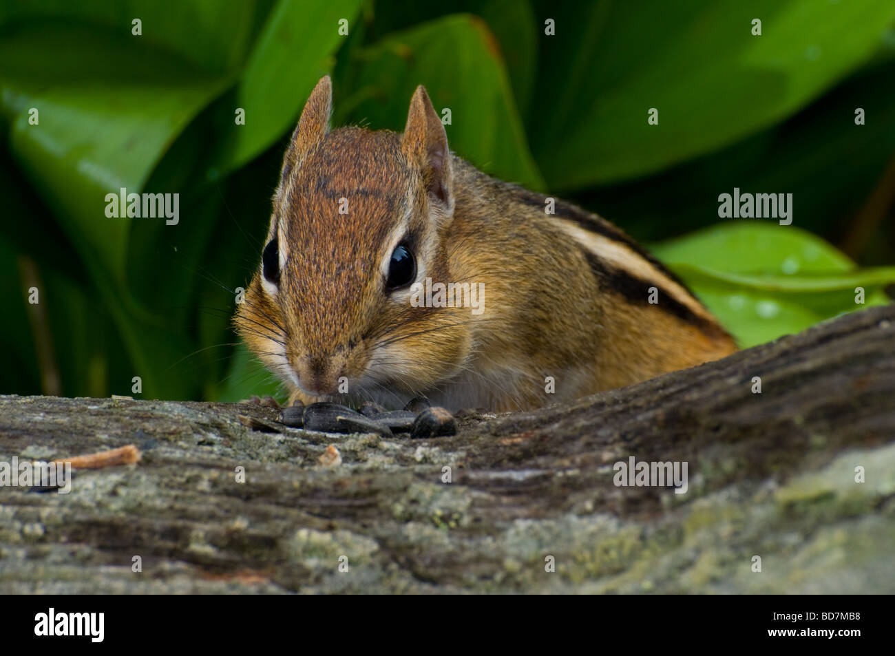 An Eastern Chipmunk Stock Photo - Alamy