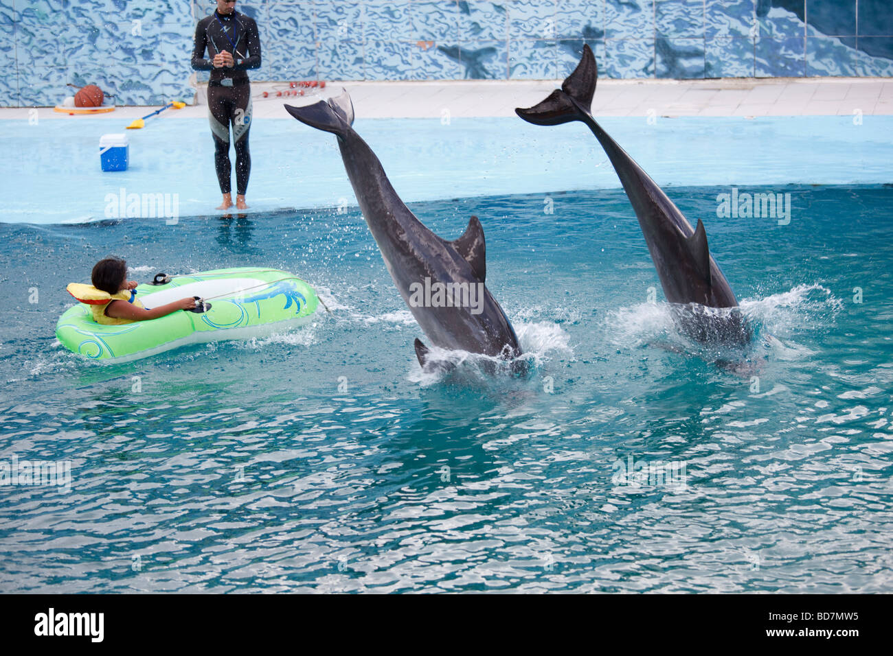 dolphin show in Acuario Nacional Cuba Stock Photo - Alamy