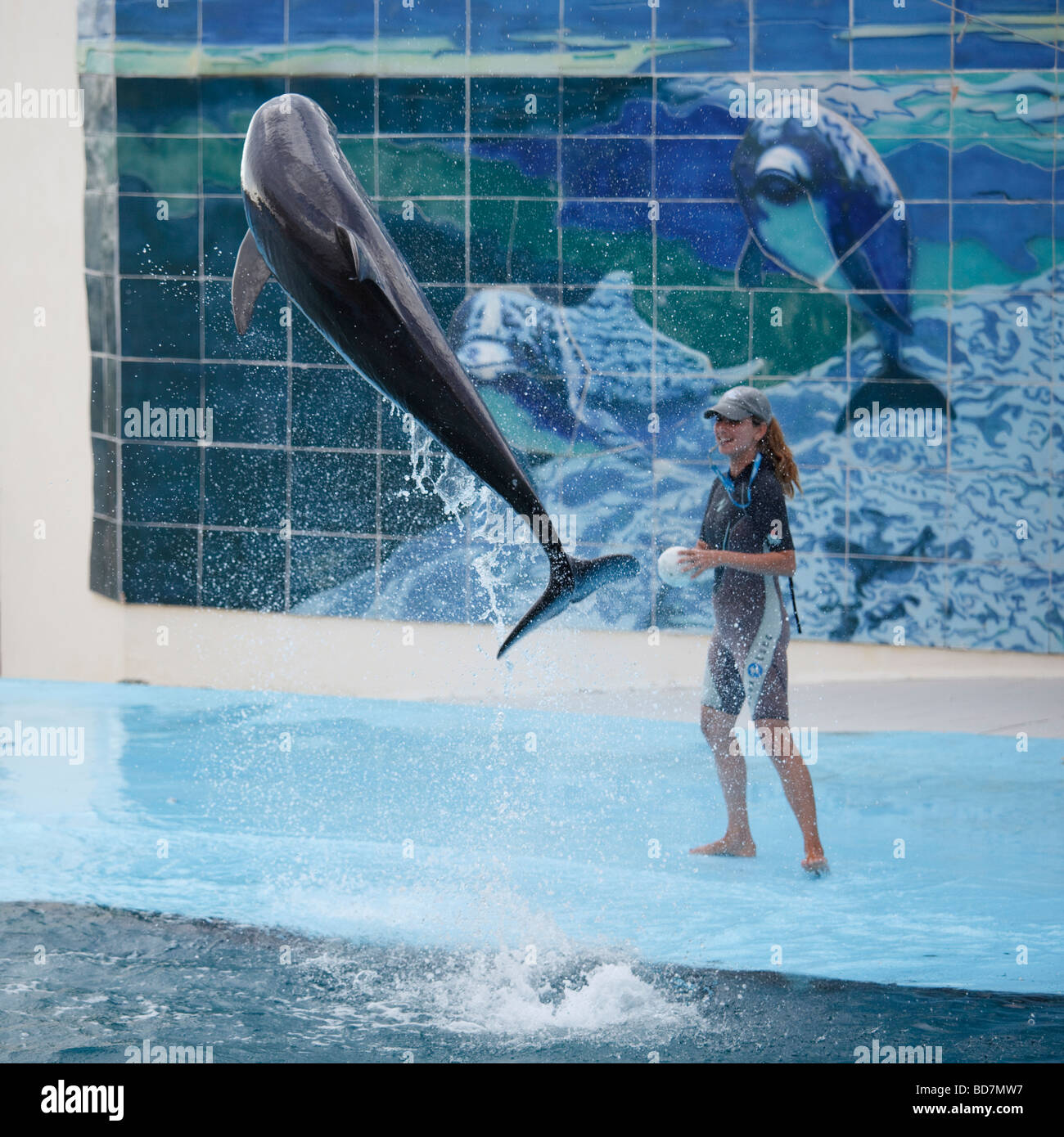 dolphin show in Acuario Nacional Cuba Stock Photo - Alamy