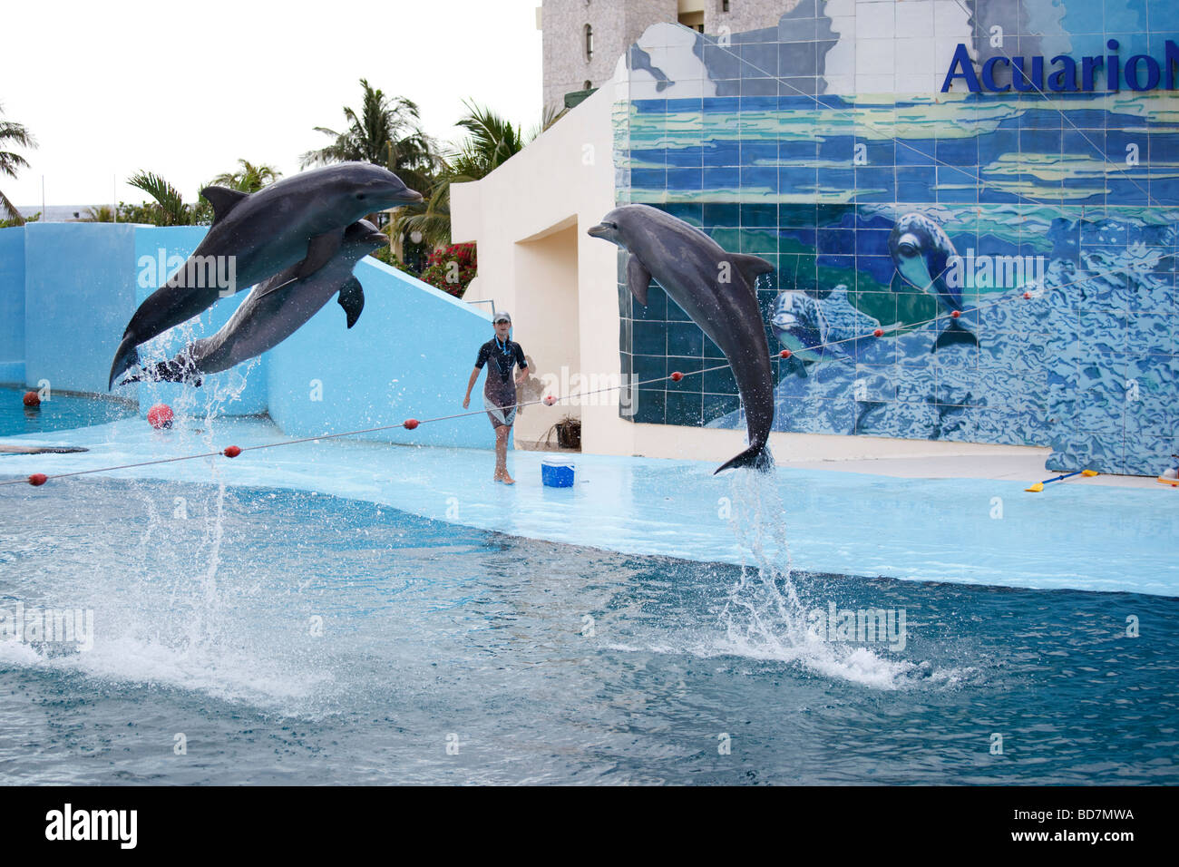 dolphin show in Acuario Nacional Cuba Stock Photo - Alamy