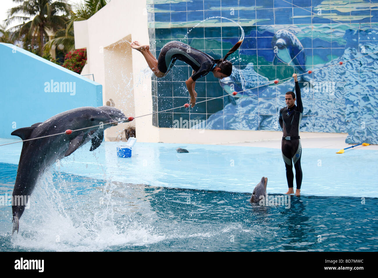 dolphin show in Acuario Nacional Cuba Stock Photo - Alamy